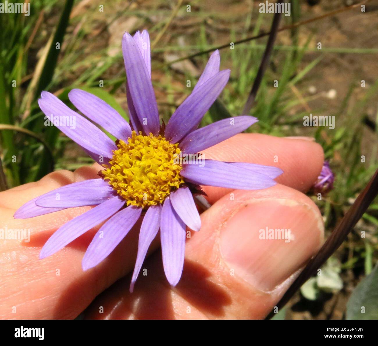 Grey-leaf Aster (Afroaster perfoliatus), Plantae, uThukela District ...