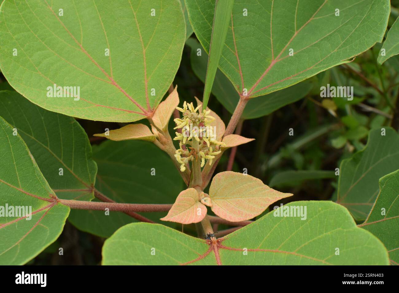 Mallotus (Mallotus japonicus), Plantae, 中国浙江省温州市洞头区 Stock Photo - Alamy
