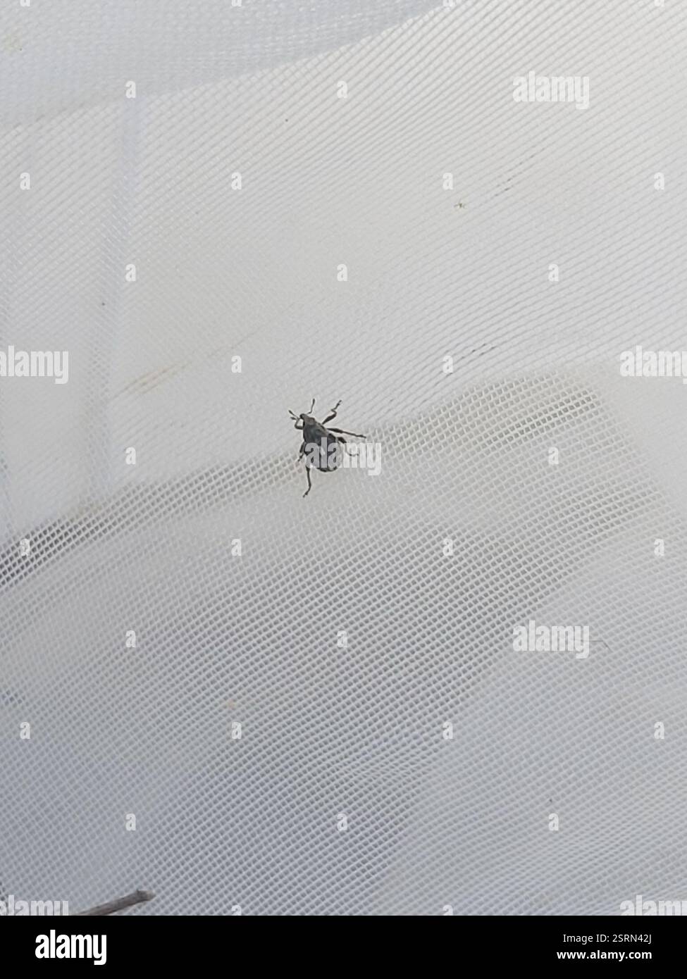 True Weevils (Curculionidae), Insecta, 59240, Lietuva Stock Photo - Alamy