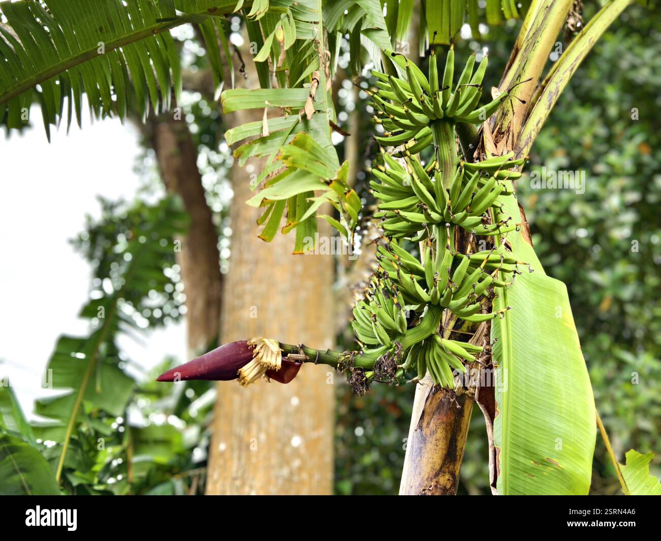 The banana plant or Musaceae tree has a banana heart at the end of the ...