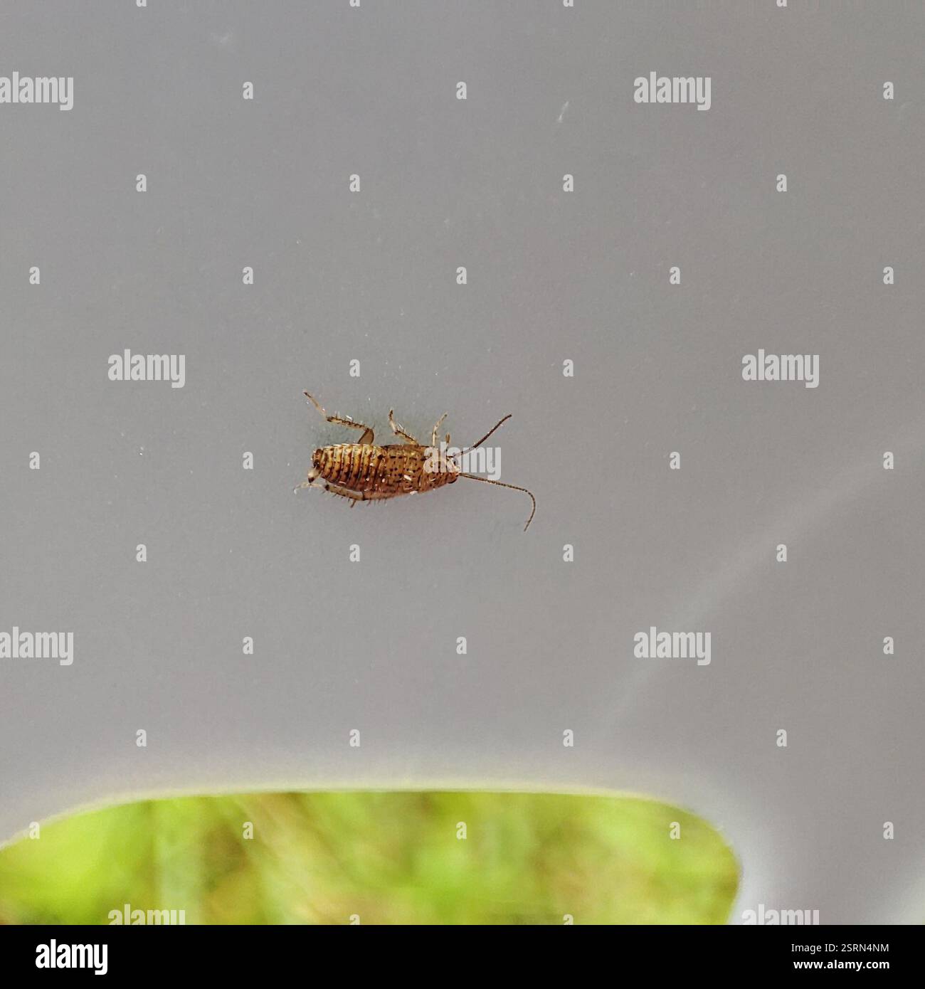 (Ectobius), Insecta, Liezele Weg Op Lippelo, 2870 Puurs-Sint-Amands ...