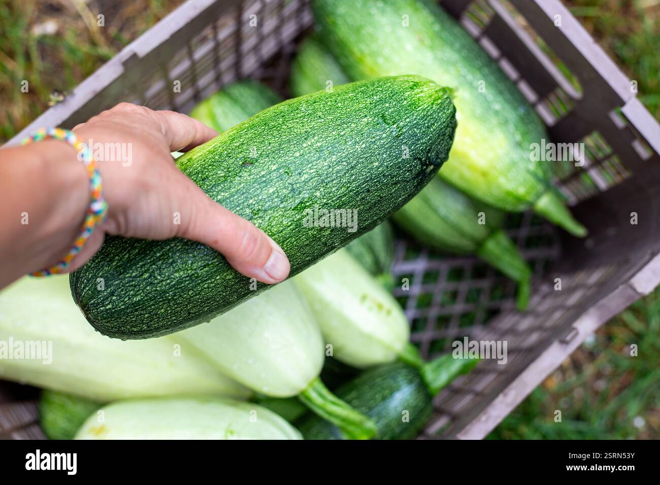 A gardener collects ripe green zucchini and puts them in a box ...