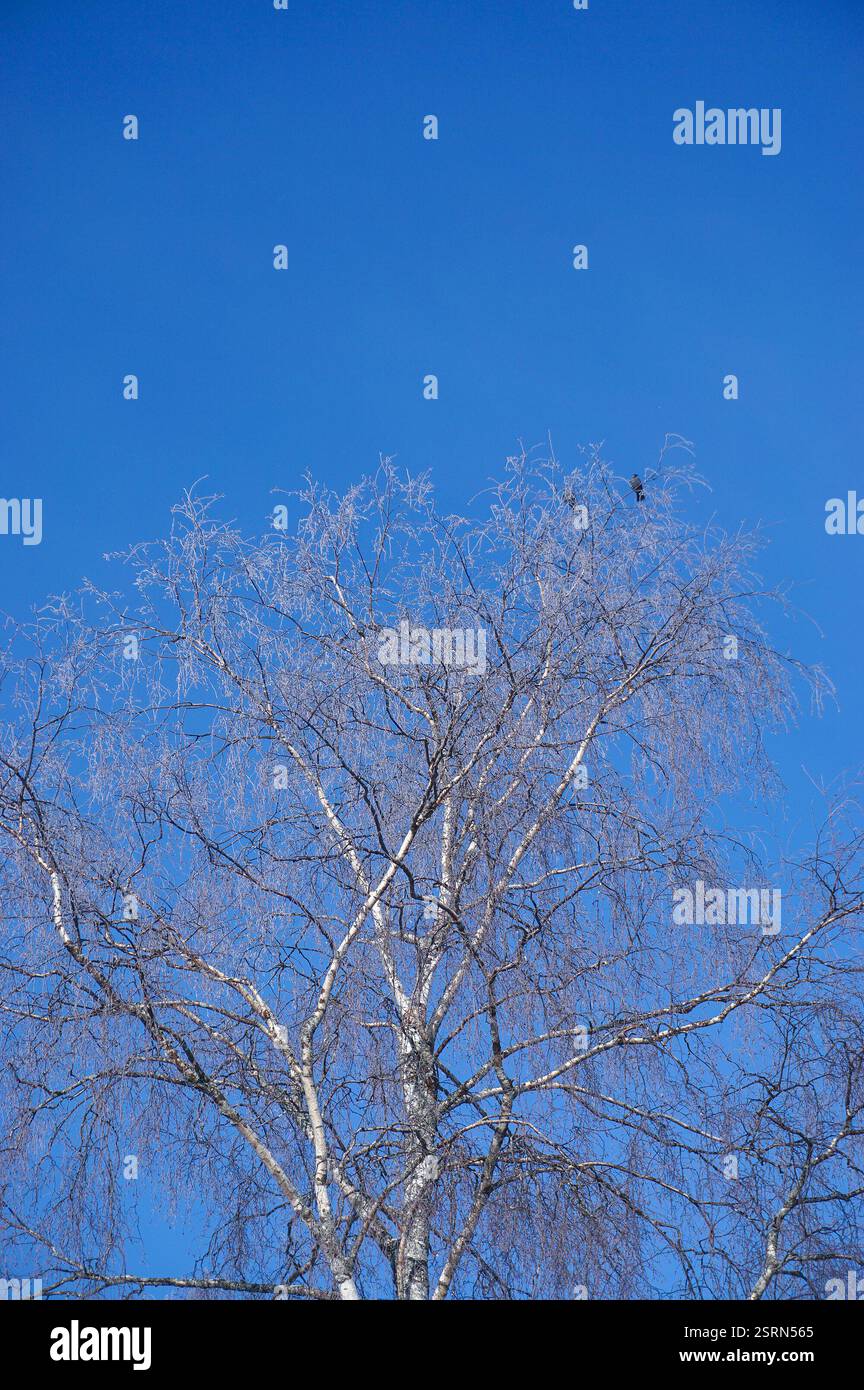Leafless birch tree forest in hi-res stock photography and images - Alamy