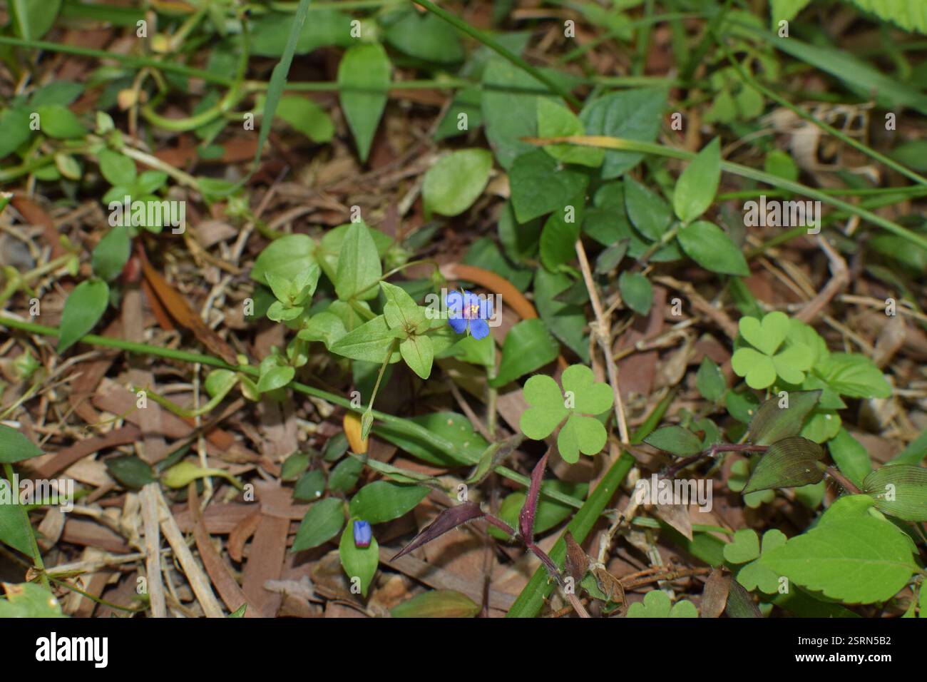 Foemina Blue Pimpernel (Lysimachia foemina), Plantae, 中国浙江省温州市洞头区 Stock ...
