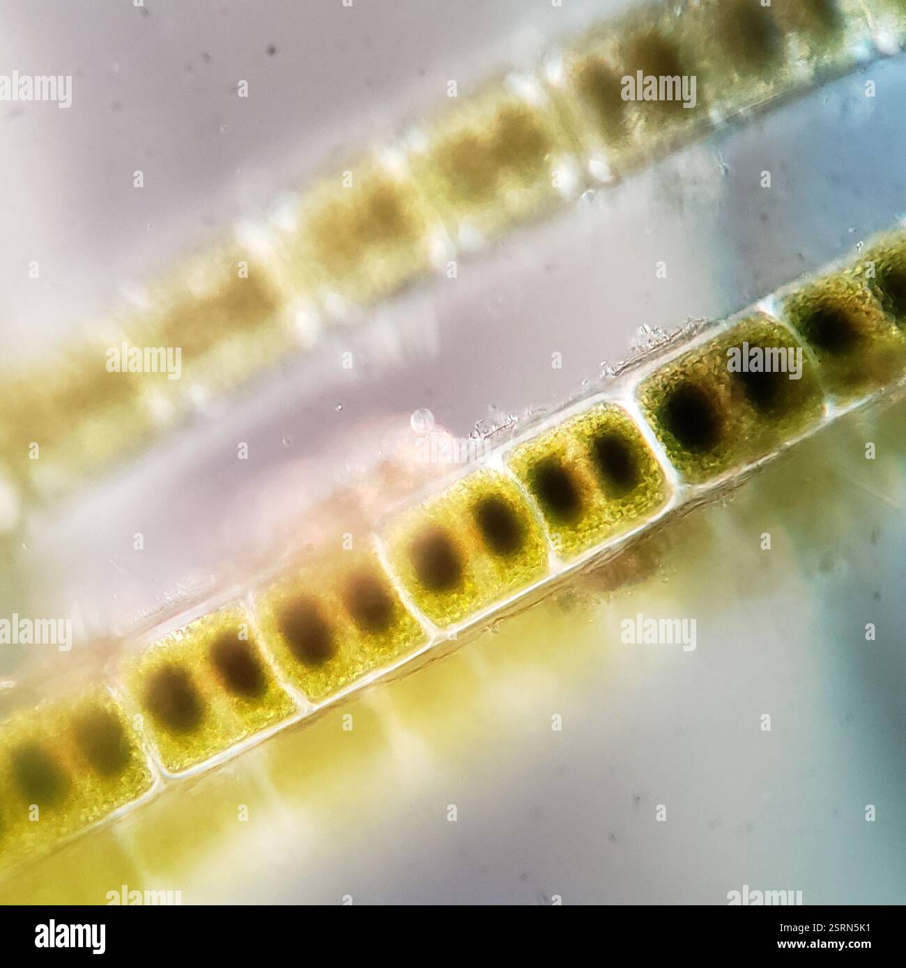 (Zygnema), Plantae, Hamilton, ON, Canada, Two kinds of Zygnema, I think ...