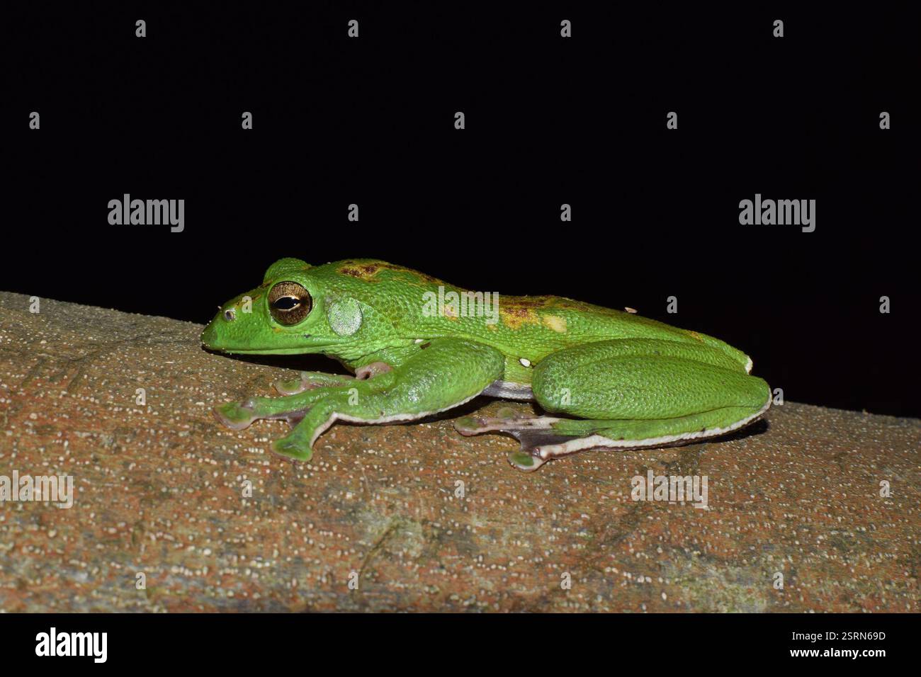 Chinese Flying Frog (Zhangixalus dennysi), Amphibia, 中国浙江省杭州市西湖区 Stock ...