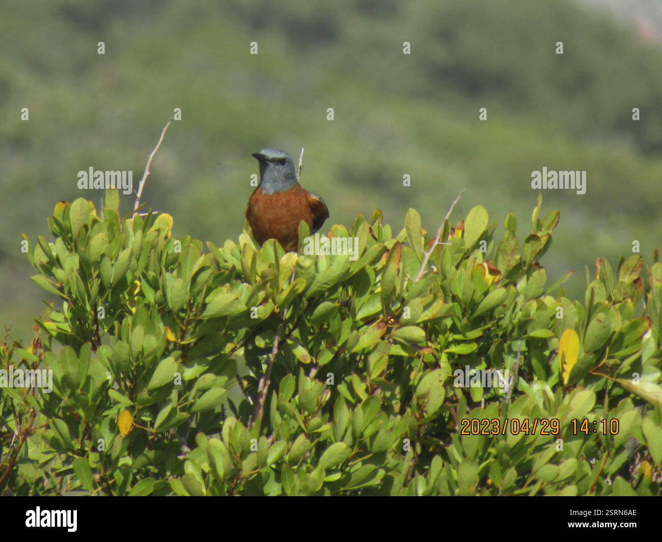 Cape Rock-Thrush (Monticola rupestris), Aves, City of Cape Town, ZA-WC, ZA Stock Photo - Alamy