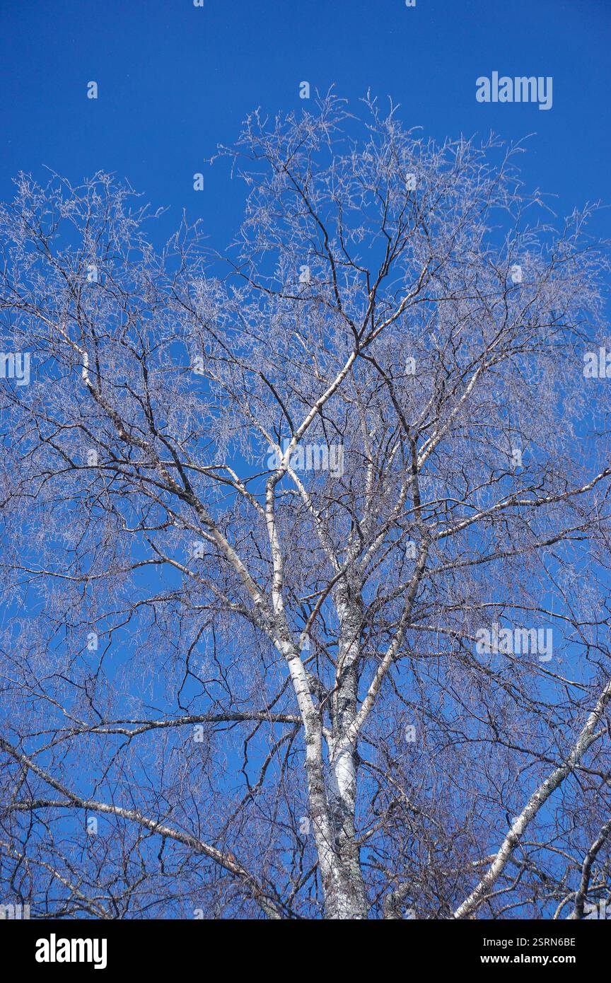 Birch tree branches with blue sky Stock Photo - Alamy