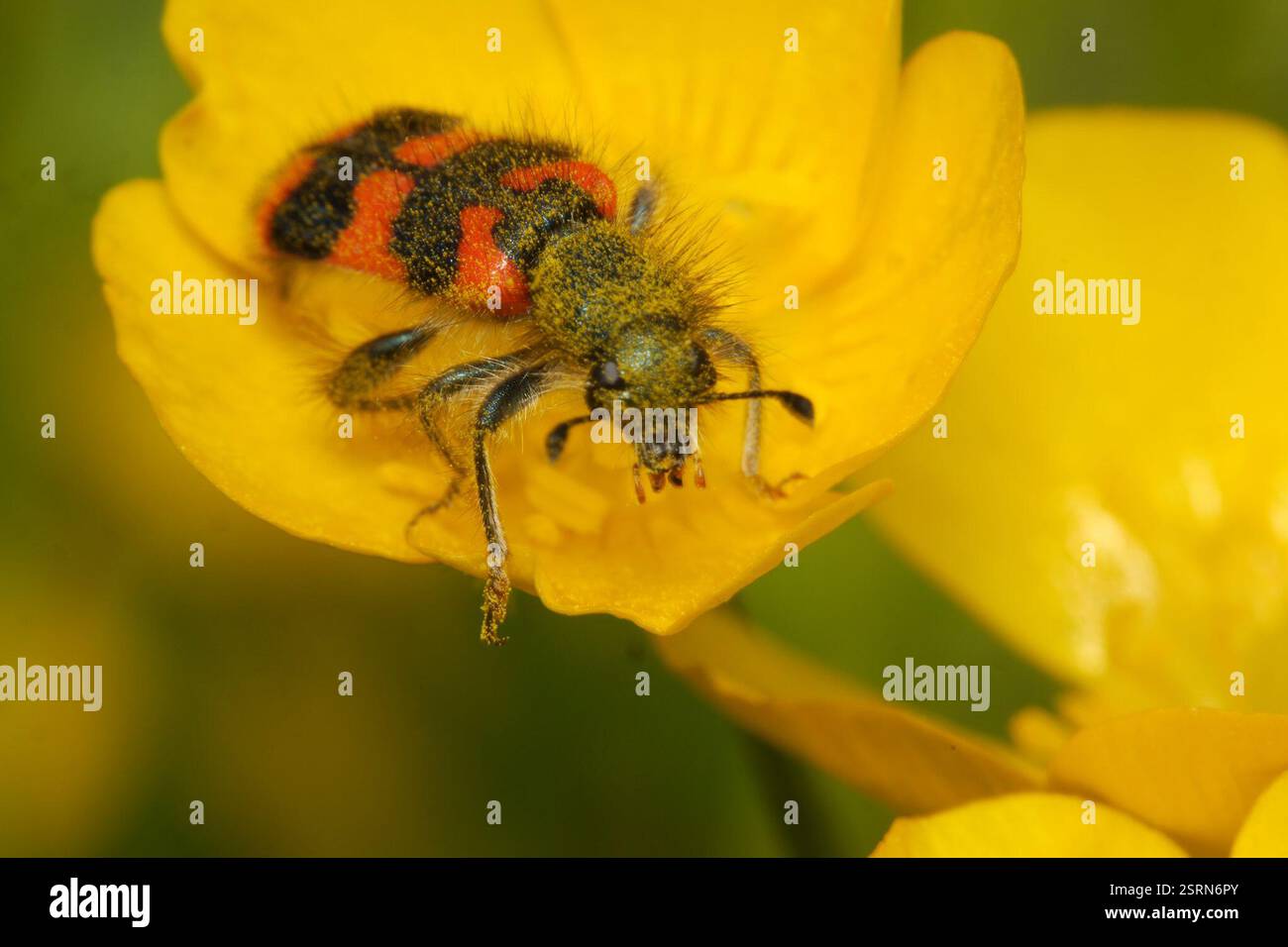 (Trichodes alvearius), Insecta, 56332 Brodenbach, Deutschland, on ...