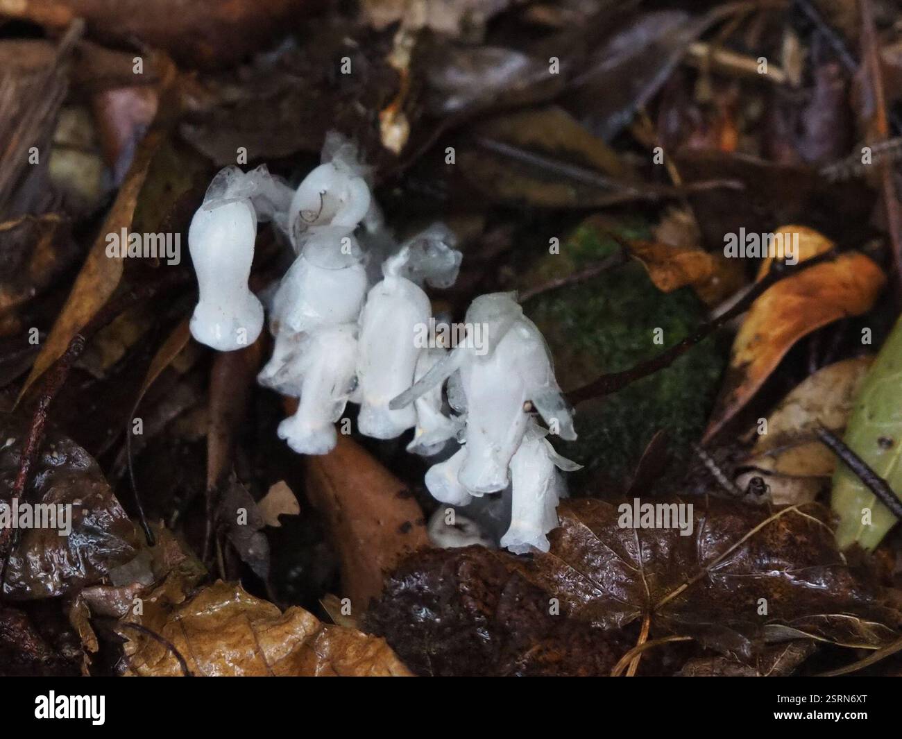 Convulsion Root (Monotropastrum humile), Plantae, 台灣桃園市 Stock Photo - Alamy