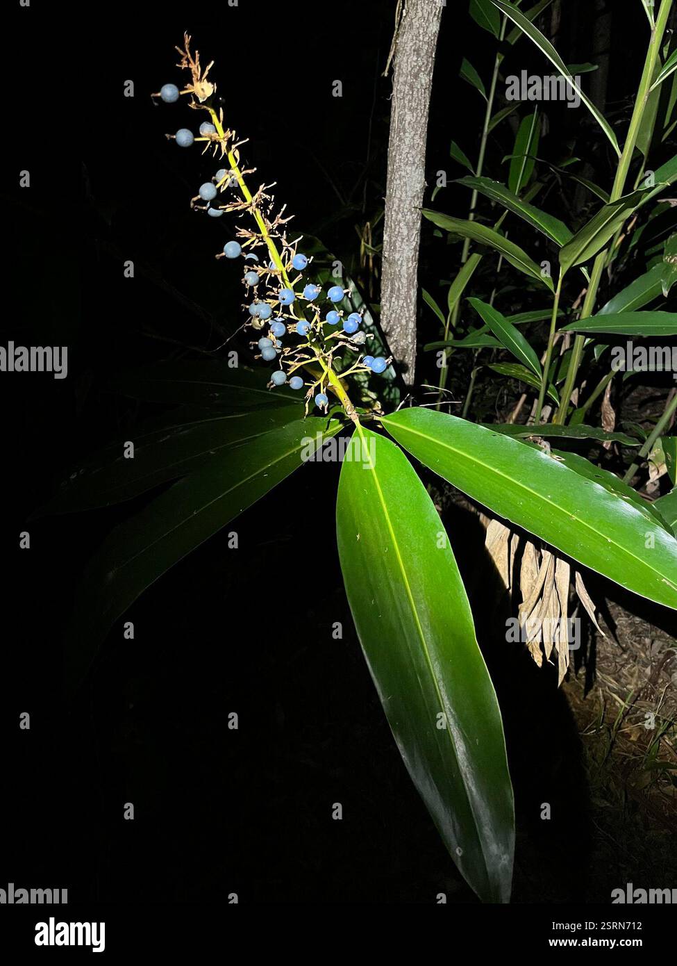 Native Ginger (Alpinia caerulea), Plantae, Wongawallan, QLD, AU Stock ...
