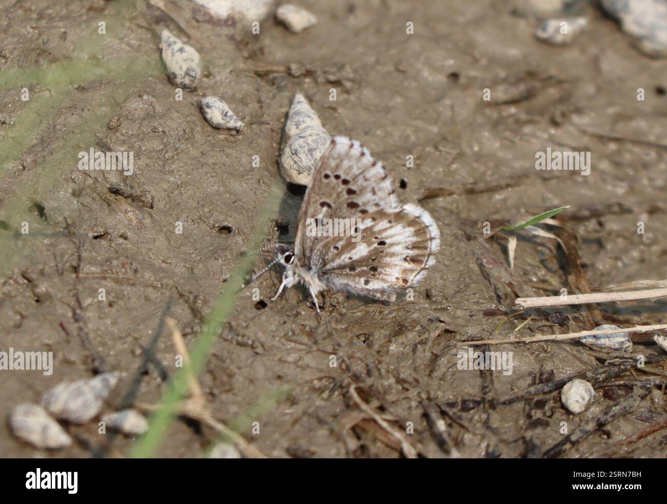 Arrowhead Blue (Glaucopsyche piasus), Insecta, Okanagan-Similkameen, BC ...