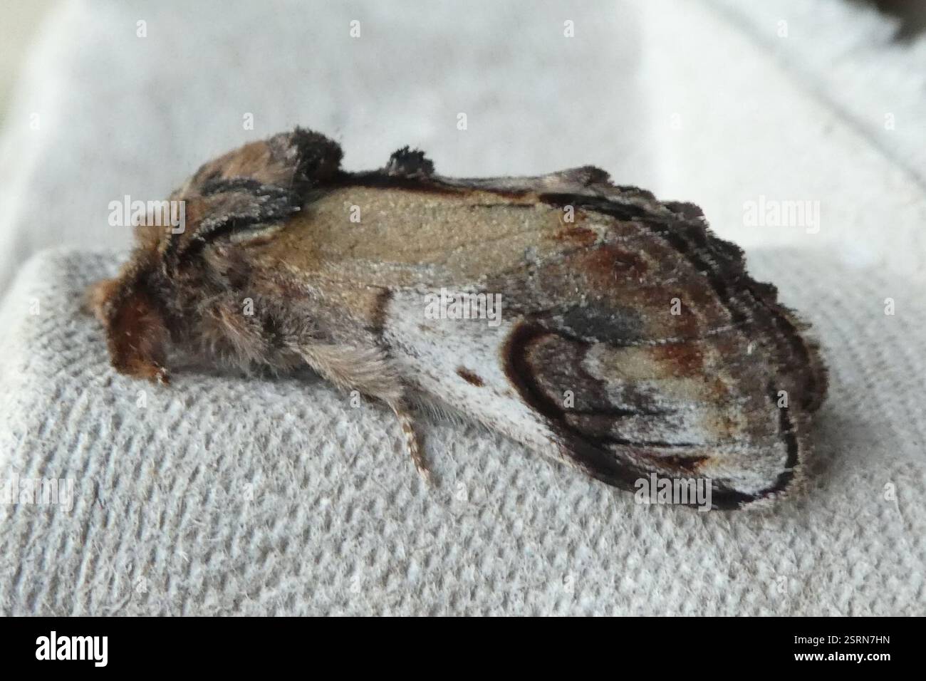 Pebble Prominent (Notodonta ziczac), Insecta, South Heale Cottage ...