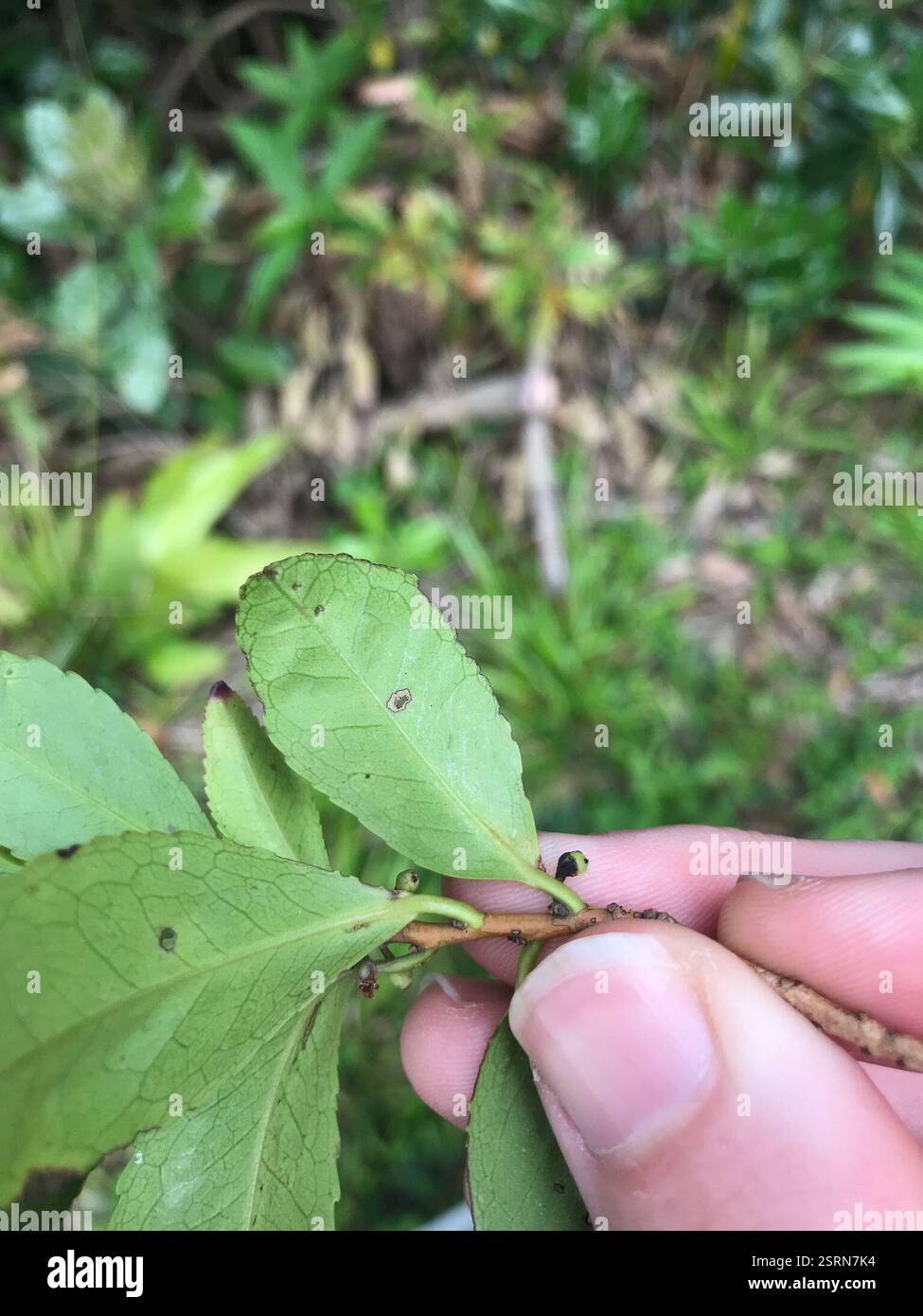 Japanese Eurya (Eurya japonica), Plantae, Kamikoshikicho Nakakoshiki ...