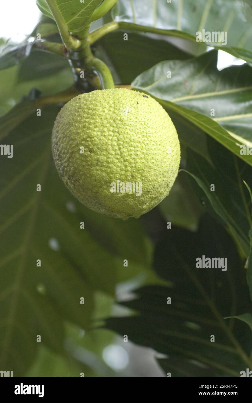Breadfruit Artocarpus altilis on tree, is species of flowering tree in ...