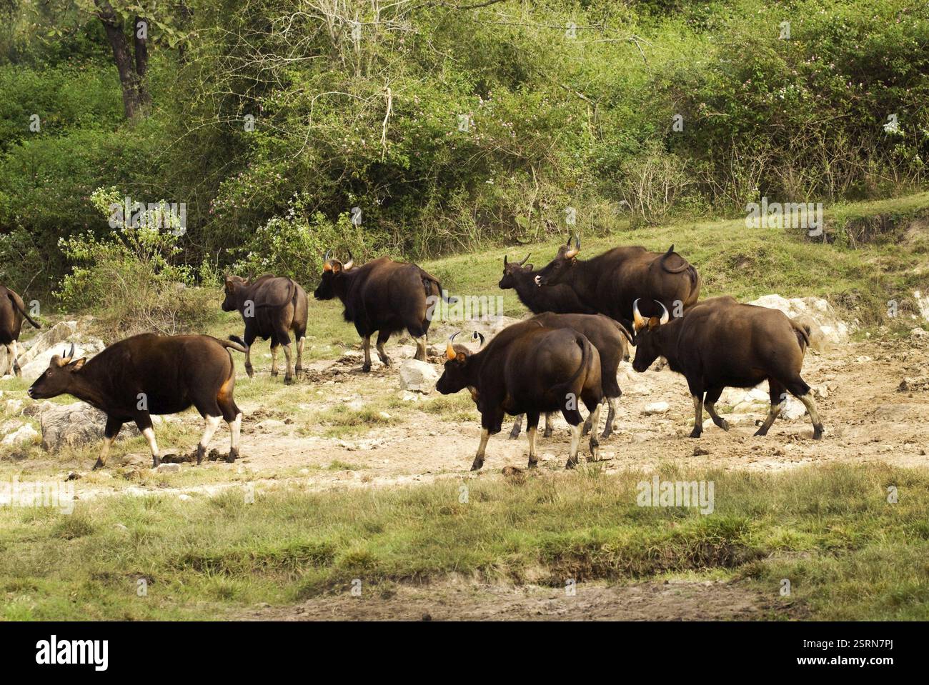 Indian gaur or bison bos gaurus, Bandipur, Karnataka, India, Asia Stock ...