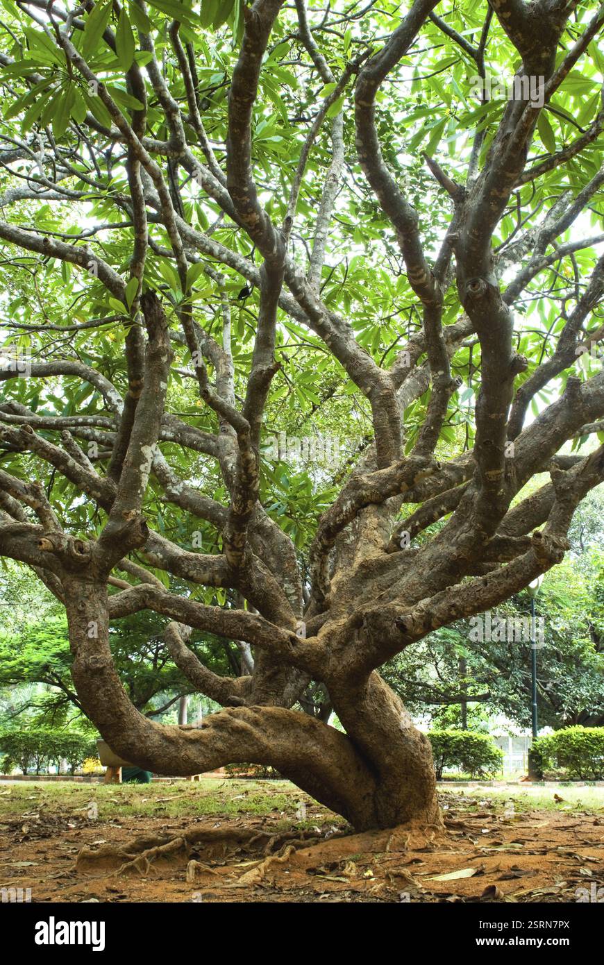 Tree formation at Lalbagh, Karnataka, India, Asia Stock Photo - Alamy