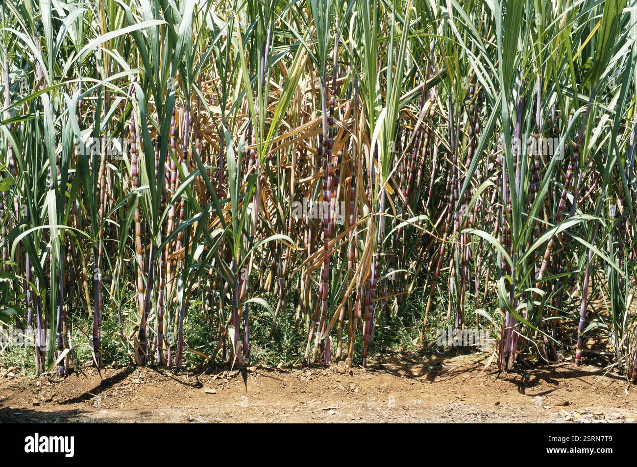 Sugarcane crops in field, Mysore, Karnataka, India, Asia Stock Photo ...