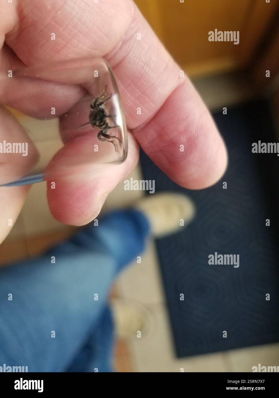 Spider Wasps, Velvet Ants, and Allies (Pompiloidea), Insecta, River ...