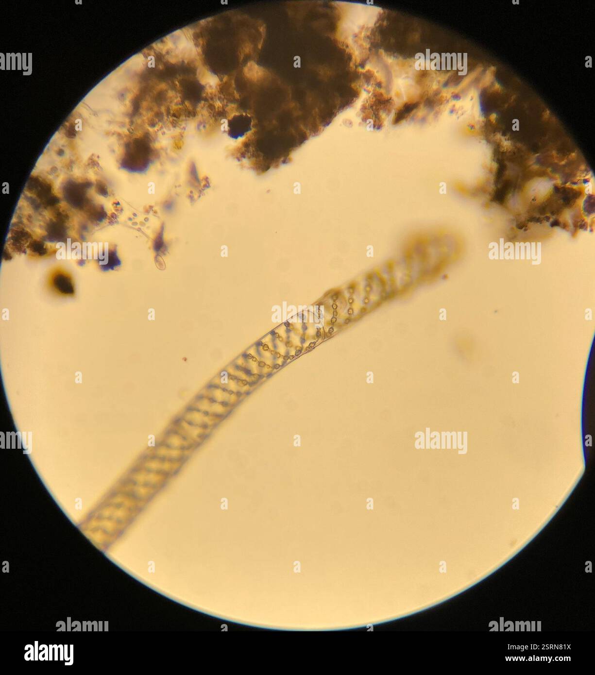 (Spirogyra), Plantae, Florida, US, canal sample of muck composed of mud ...