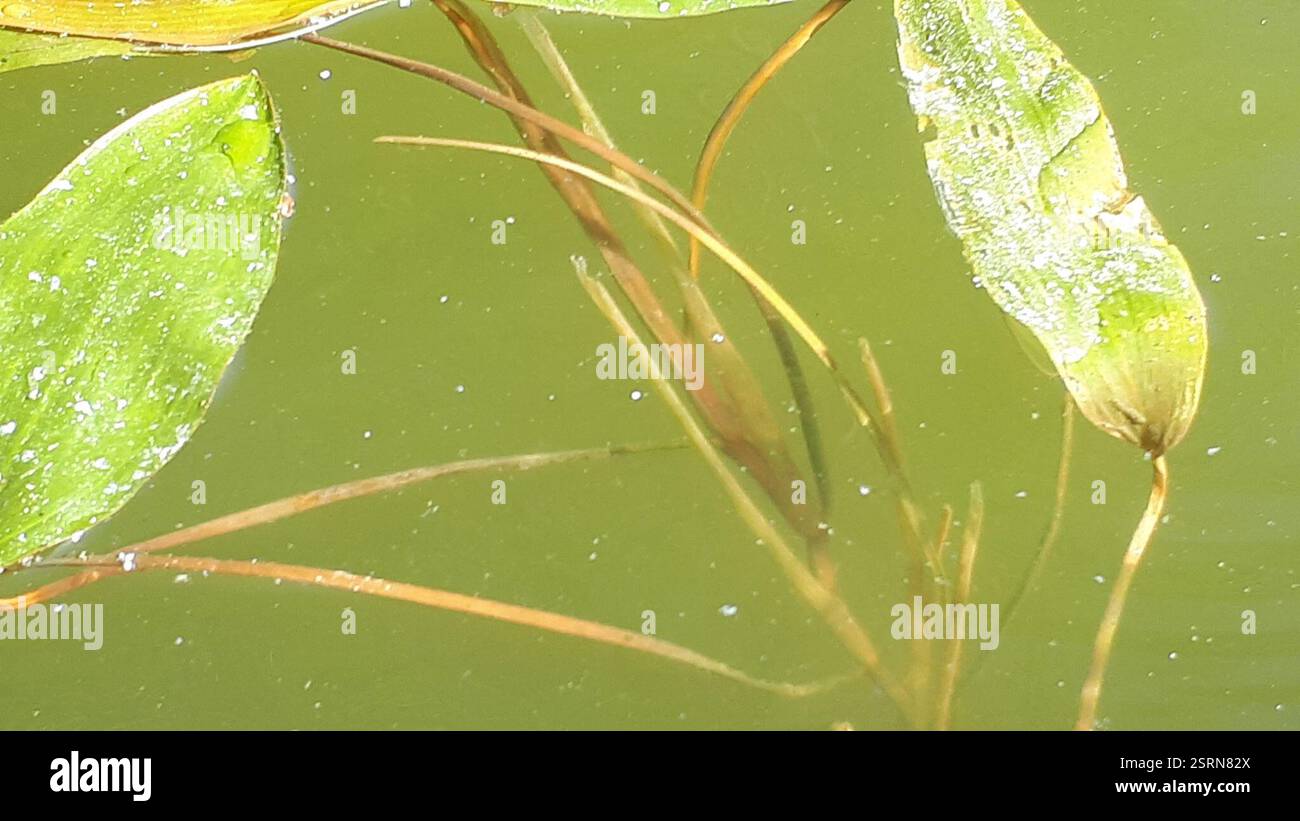 floating-leaved pondweed (Potamogeton natans), Plantae, Mirow ...