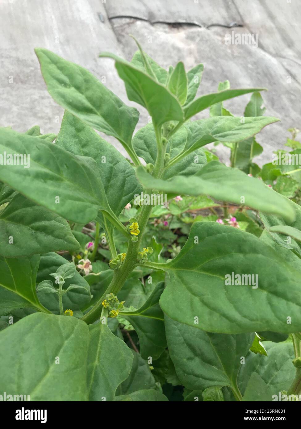 New Zealand Spinach (Tetragonia tetragonoides), Plantae, Kamikoshikicho Taira, Satsumasendai ...