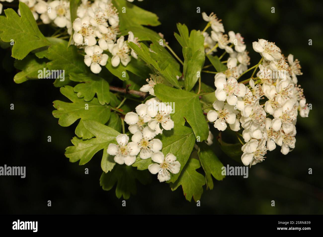 common hawthorn (Crataegus monogyna), Plantae, Norton Priory, Tudor ...