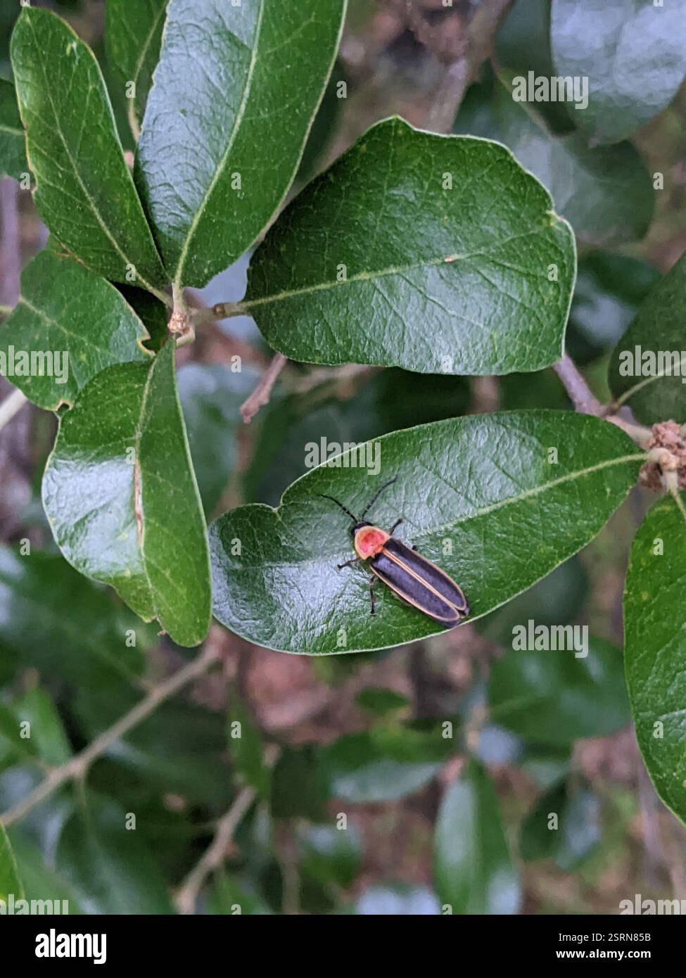 Common Eastern Firefly (Photinus pyralis), Insecta, Rosewood, Austin ...