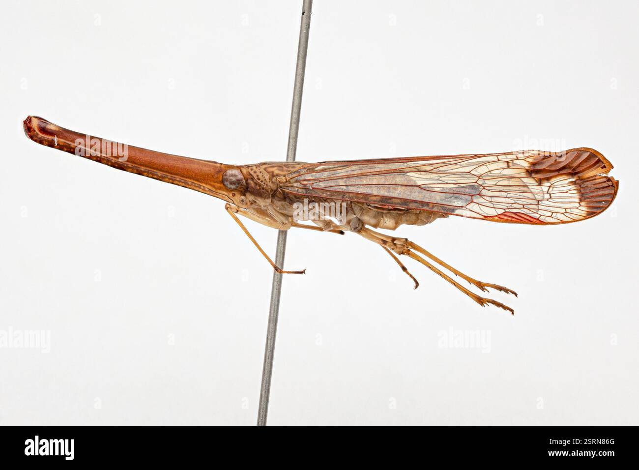 (Lappida), Insecta, Orellana, Parque Nacional Yasuní, EC-OR, EC ...