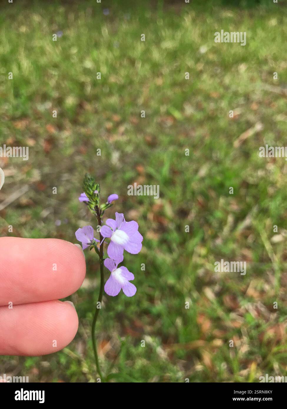 blue toadflax (Nuttallanthus canadensis), Plantae, Kamikoshikicho ...