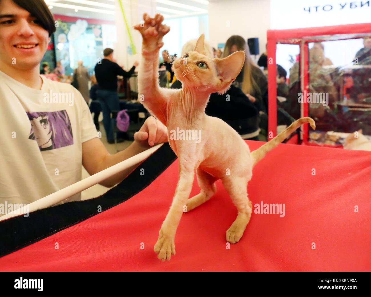 (250216) -- MINSK, Feb. 16, 2025 (Xinhua) -- A cat is pictured during ...