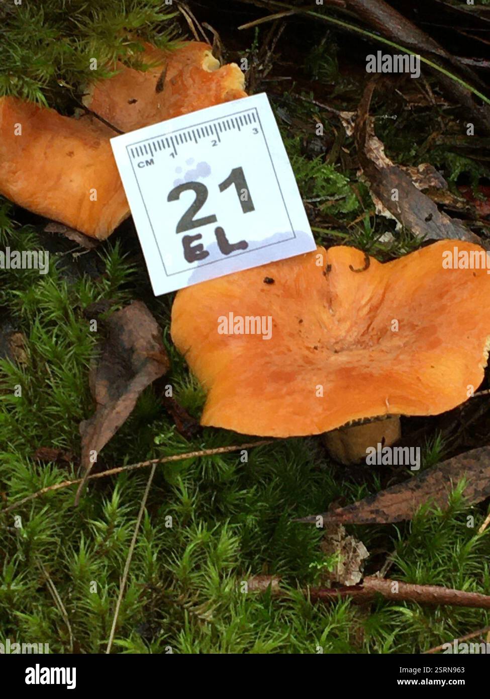 (Lactifluus clarkeae), Fungi, Victoria, AU, Bleeding white latex in ...