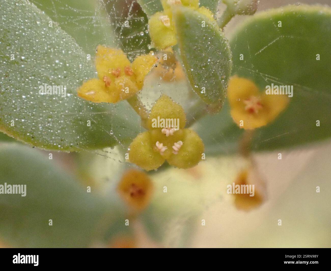 African Sandalwood (Osyris lanceolata), Plantae, Ounagha, Marrakesh ...