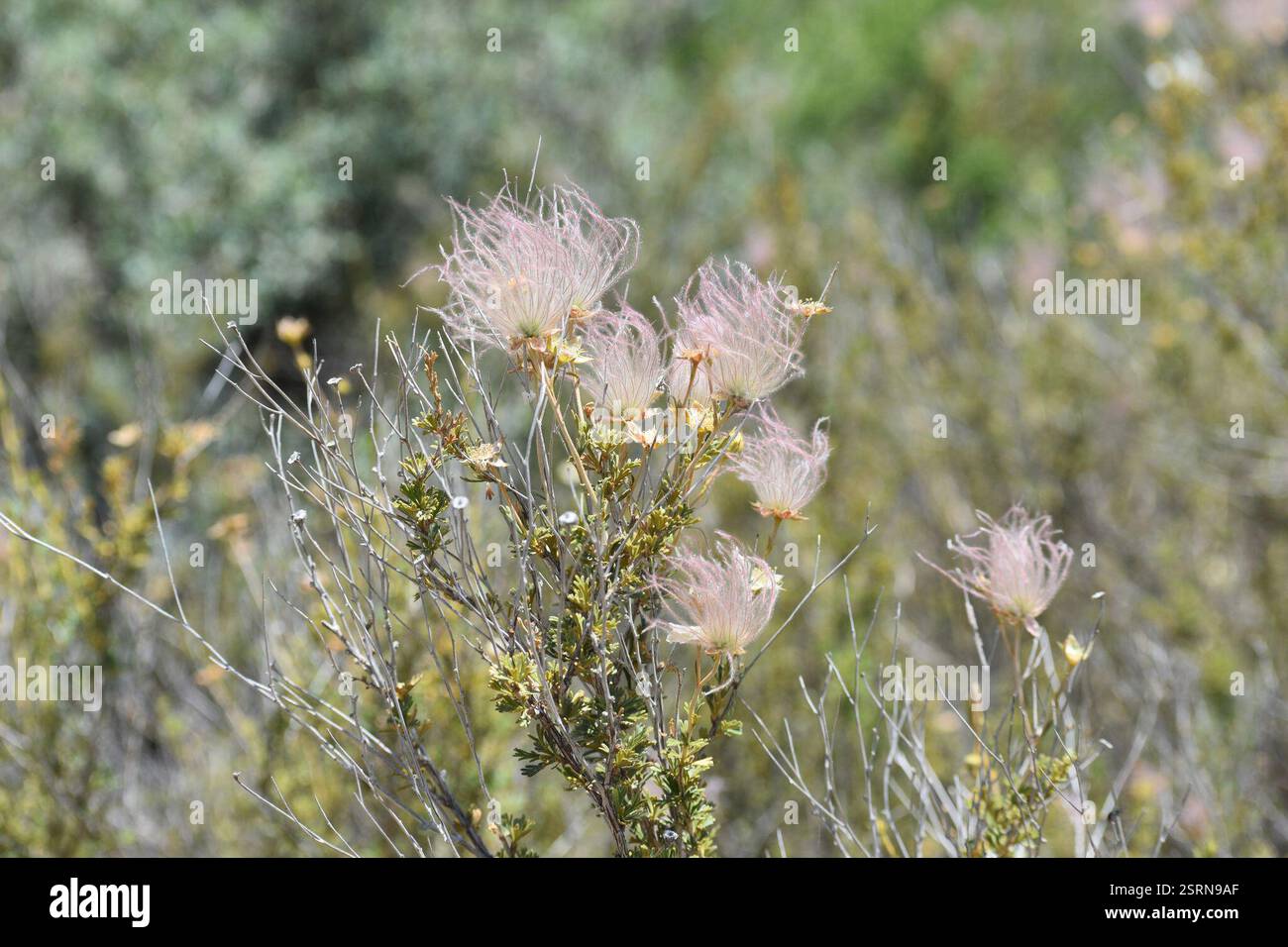 Apache plume (Fallugia paradoxa), Plantae, Davis Mountains State Park ...