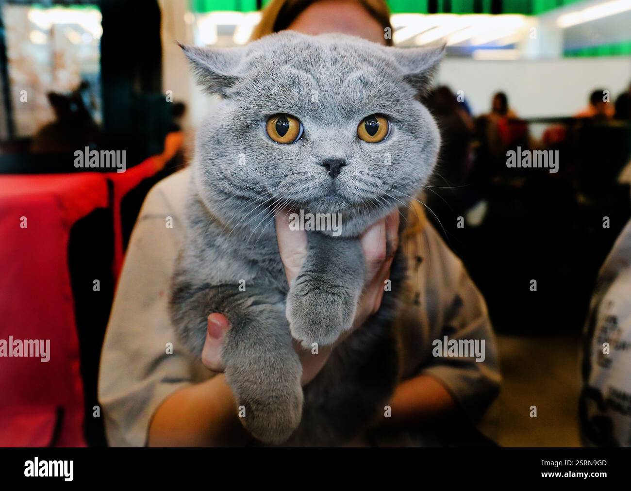 Minsk, Belarus. 16th Feb, 2025. A cat is pictured during an ...