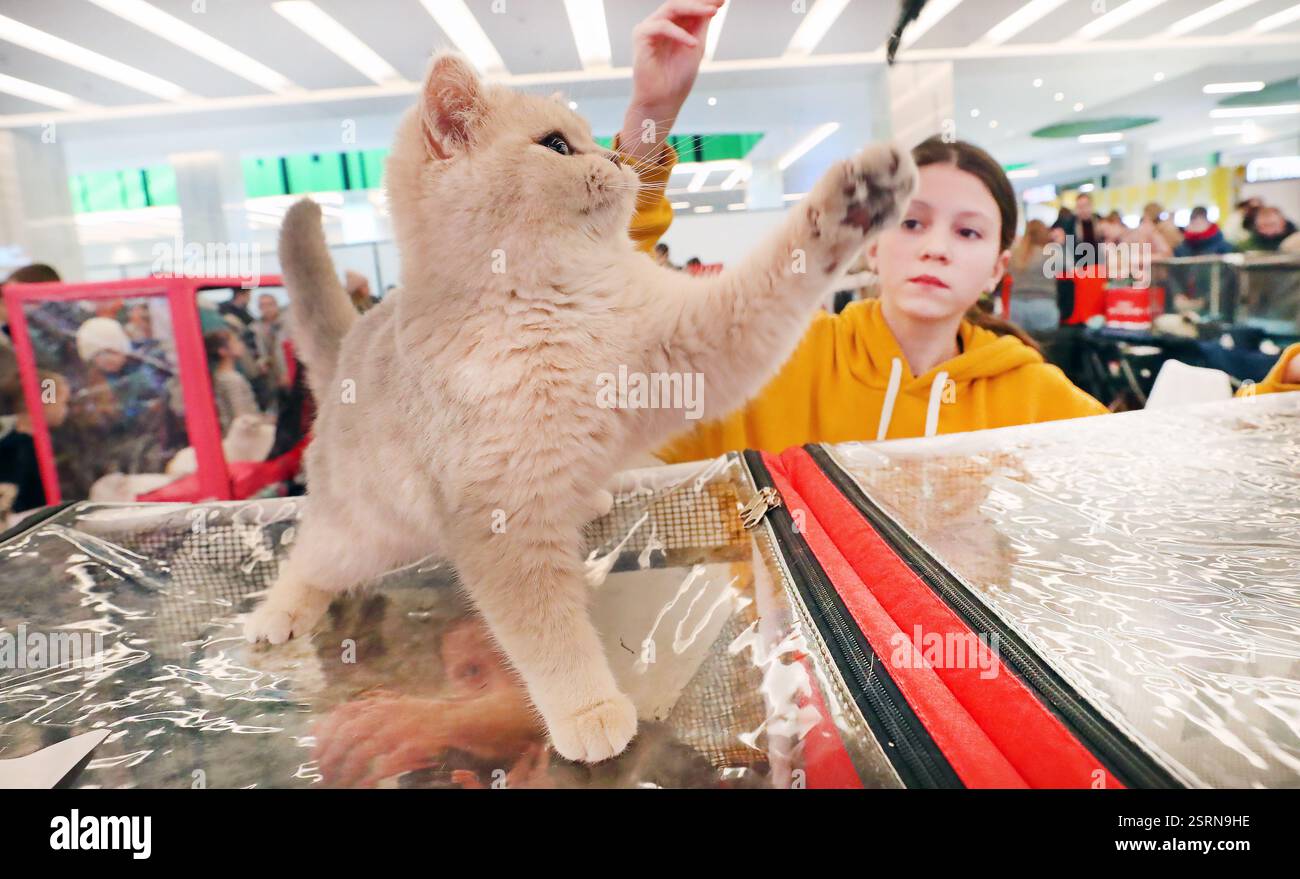 Minsk, Belarus. 16th Feb, 2025. A cat is pictured during an ...