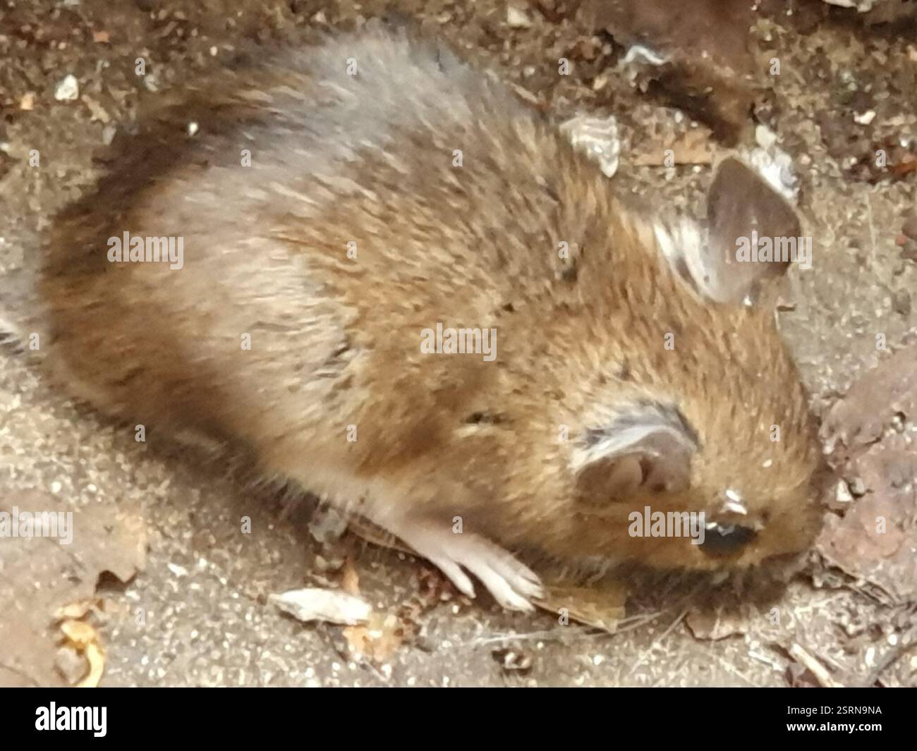 European Wood Mouse (Apodemus sylvaticus), Mammalia, Stirchley ...