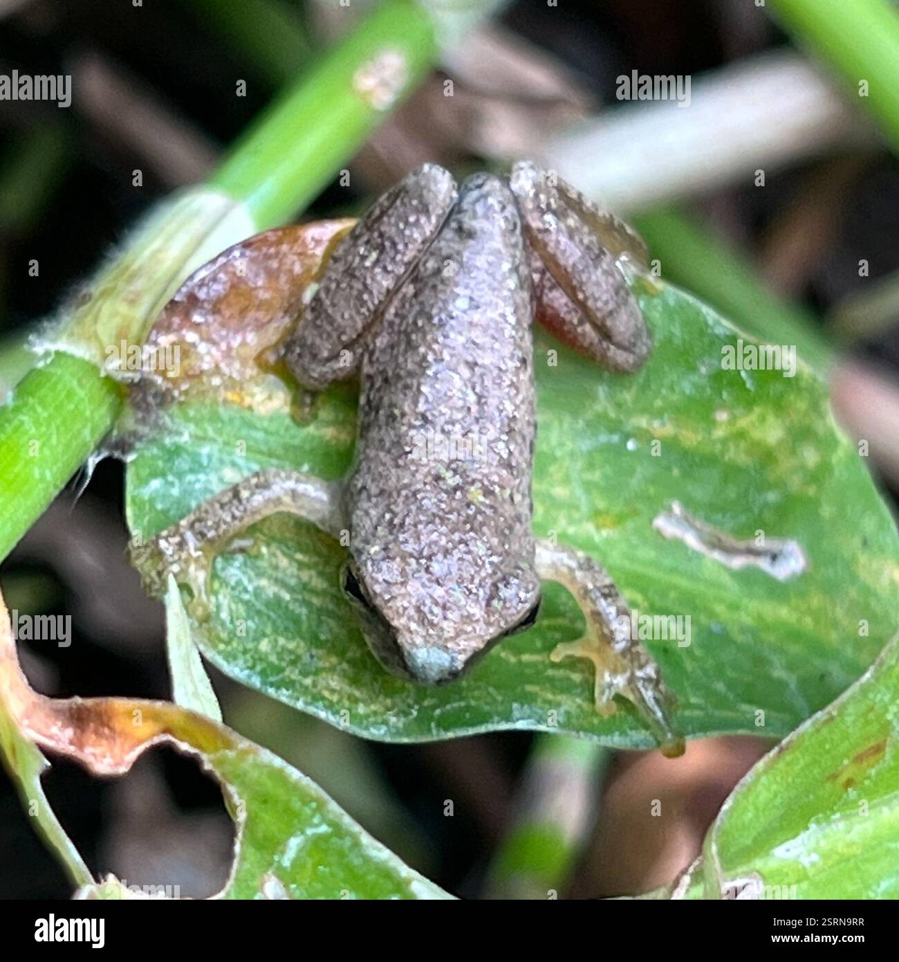Tree Frogs and Allies (Hylidae), Amphibia, San Carlos, Panama Stock ...
