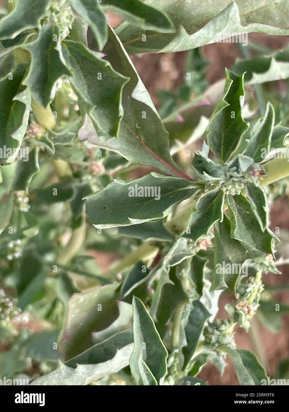 sprawling saltbush (Atriplex suberecta), Plantae, Tarmigt, Drâa ...