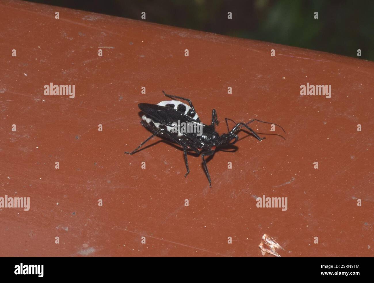 Japanese Assassin Bug (Agriosphodrus dohrni), Insecta, Guiyang, CN-GZ ...