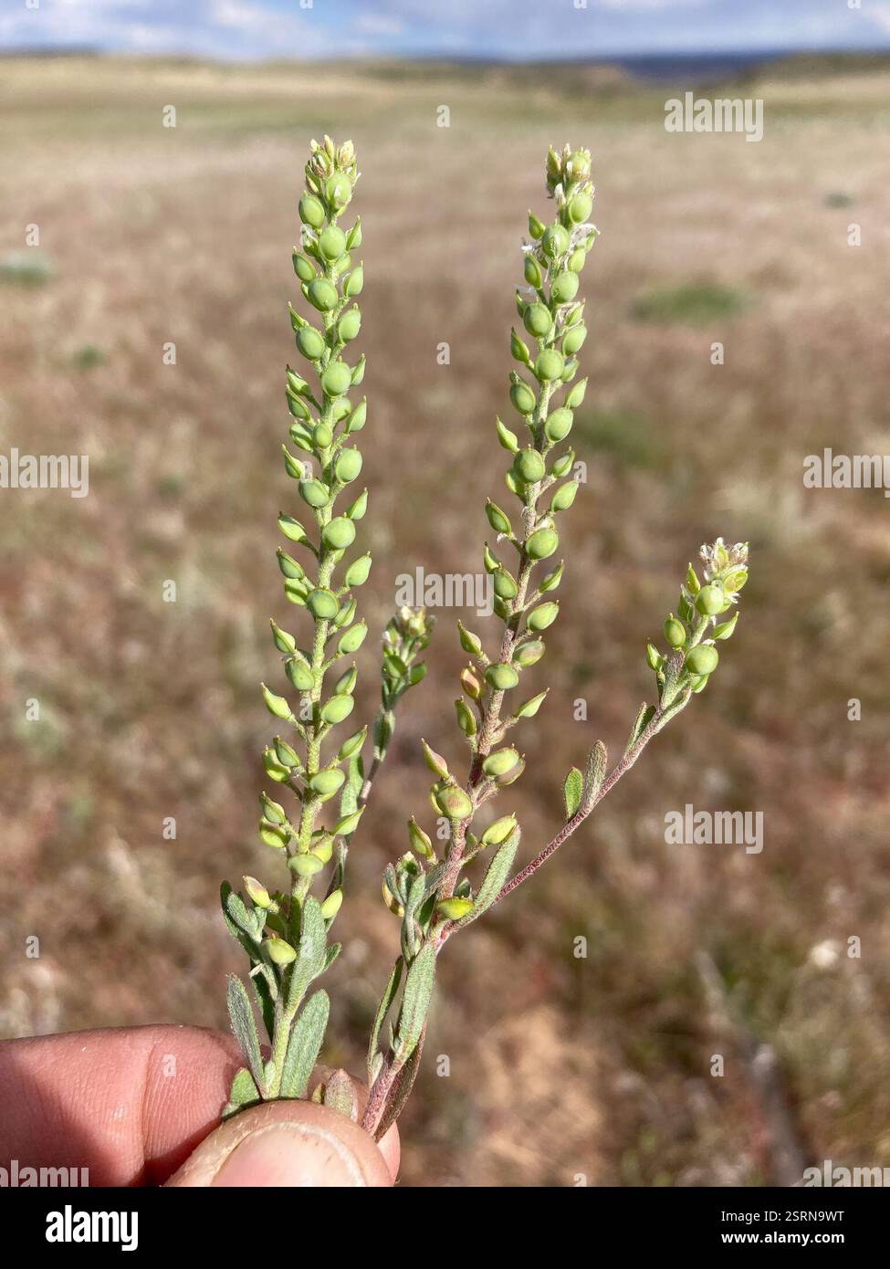 desert madwort (Alyssum desertorum), Plantae, M 8/10 Rd, Mack, CO, US ...
