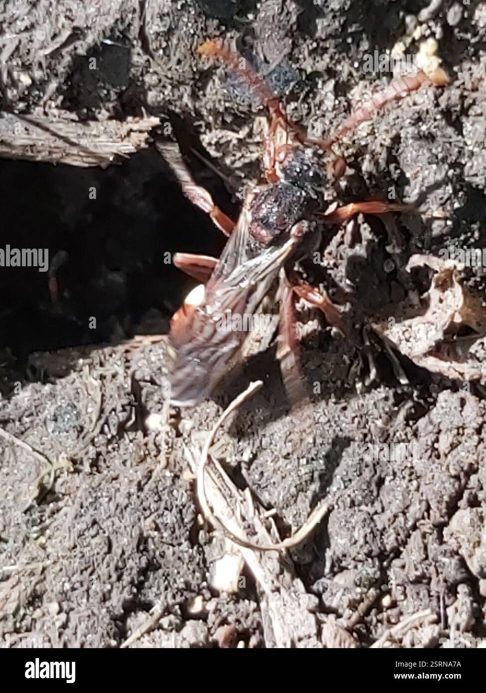 Nomad Bees (Nomada), Insecta, Longwell Green, Bristol, UK Stock Photo ...