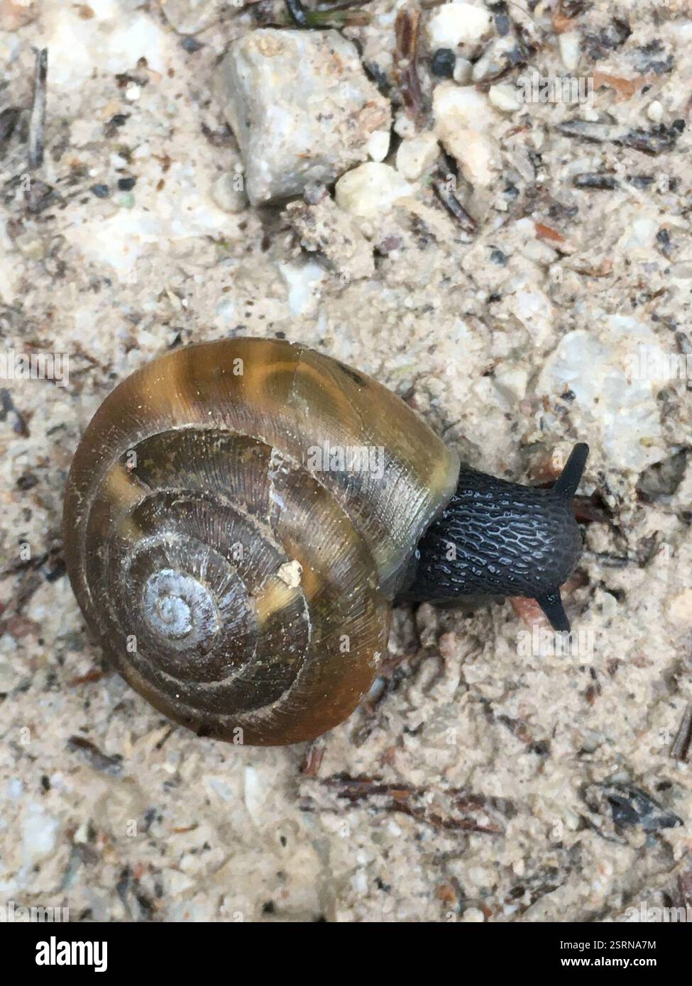 Large Glass Snail (Aegopis verticillus), Mollusca, Oberweng Thurnriegl ...