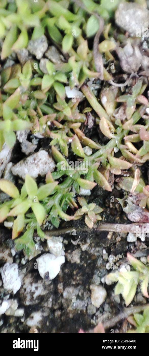 Creeping Dentella (Dentella repens), Plantae, British Indian Ocean ...