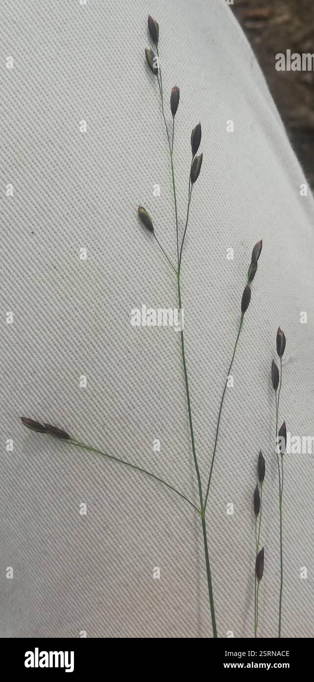 Wood Melick (Melica uniflora), Plantae, Ballenstedt, Germany, Just ...