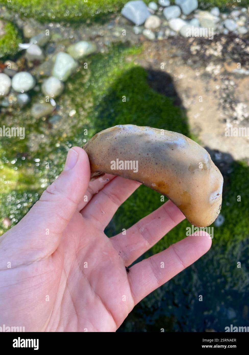 Gumboot Chiton (Cryptochiton stelleri), Mollusca, Vancouver Island ...