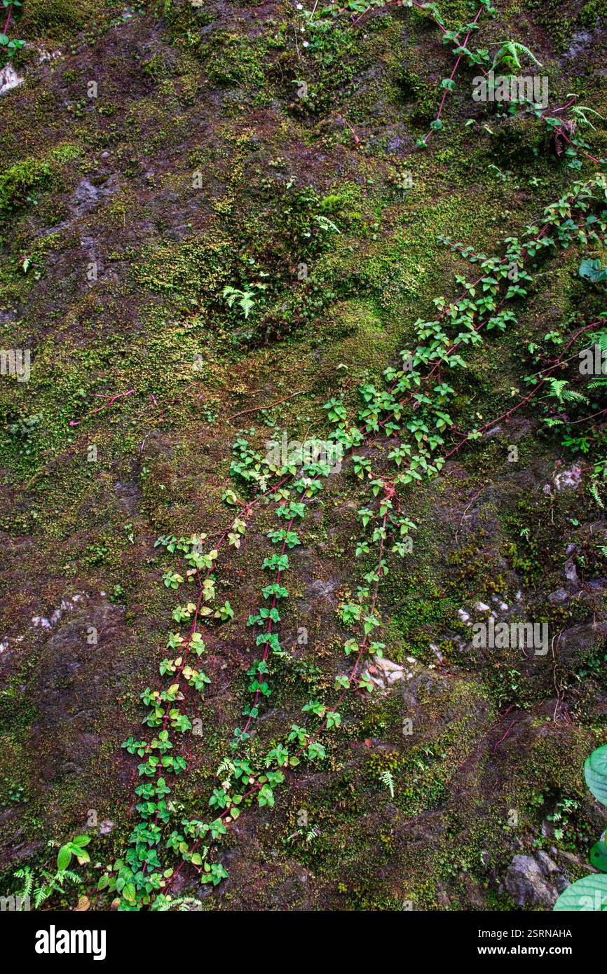 Moss blankets a rocky surface, with vibrant green vines intertwining ...