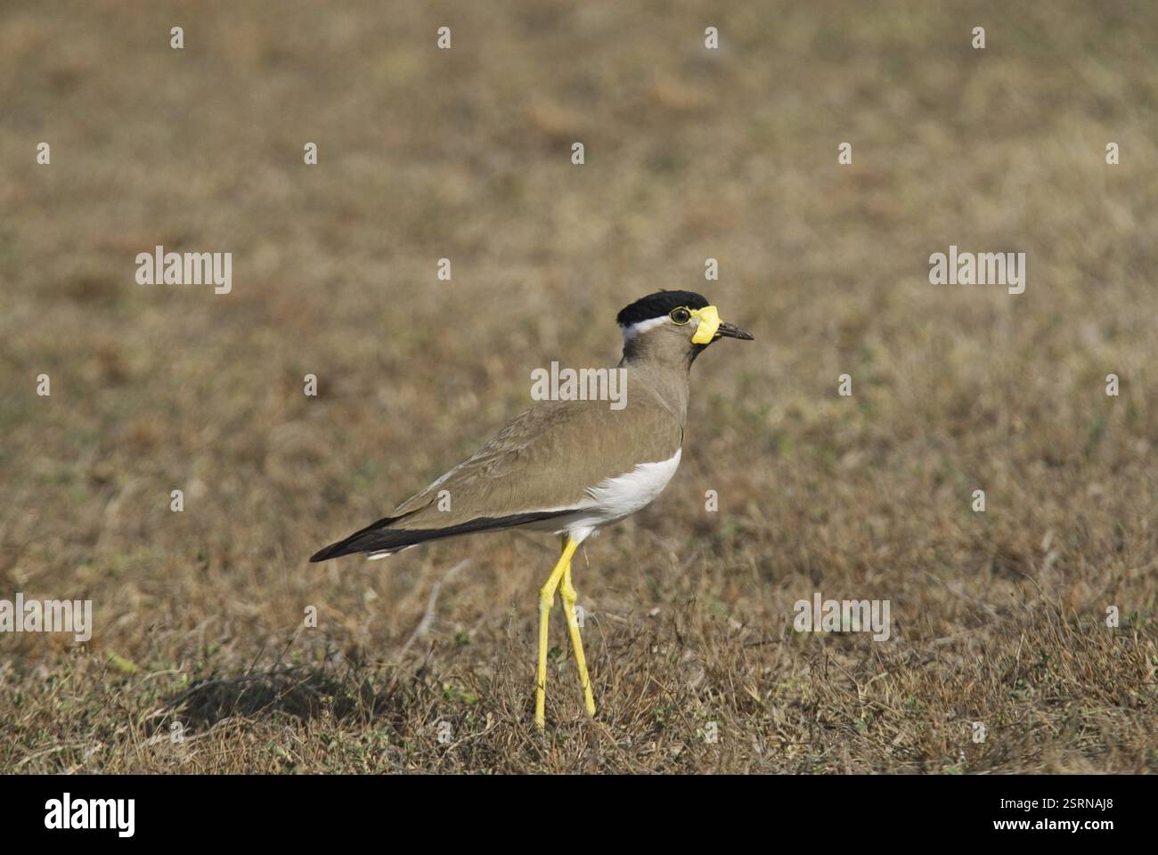 Birds, Yellow-wattled lapwing vanellus malabaricus at Hesaraghatta ...