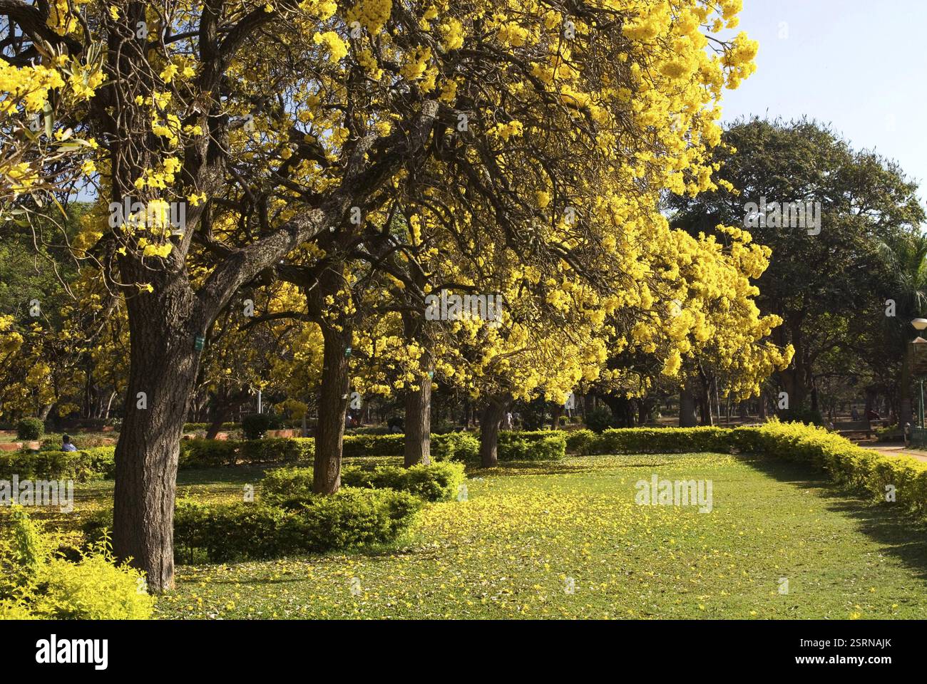 Tabebuia argentea tree in bloom in Cubbon Park, Bangalore, Karnataka ...