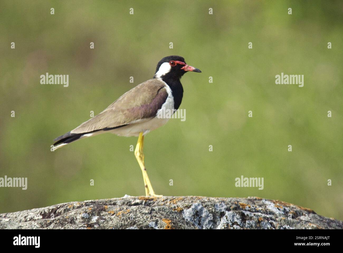 Birds, Red Wattled Lapwing vanellus indicus at Bandipur national Park ...